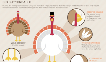 The Truth About America's Turkeys INFOGRAPHIC - Culture-ist