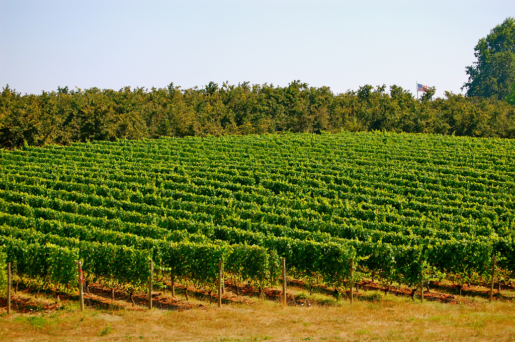 Where to Go and What to Taste in Oregon’s Willamette Valley - Culture-ist