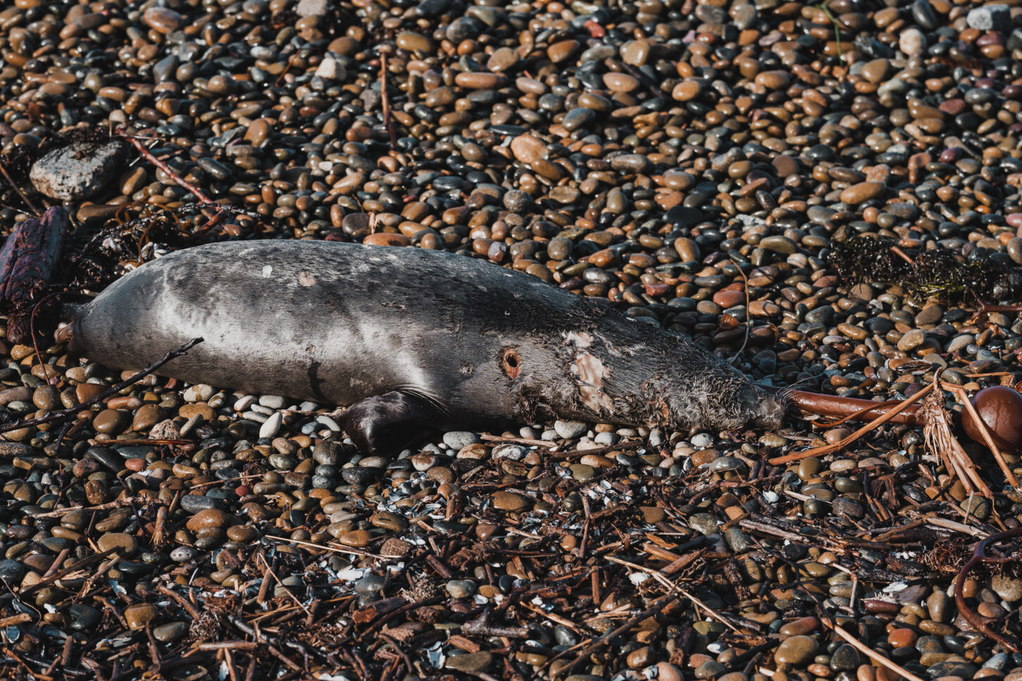 Red Algae Bloom Causes Marine Wildlife Crisis in Southern California ...
